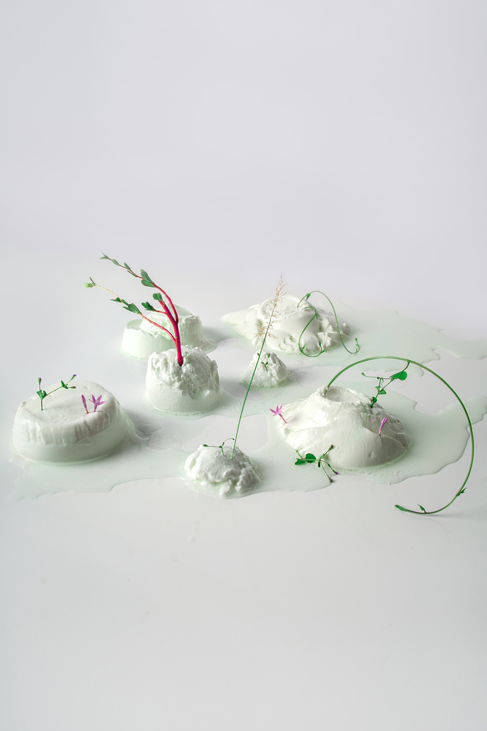 Cultures in Curd | Rhea Gupte | Visual Artist & Photographer